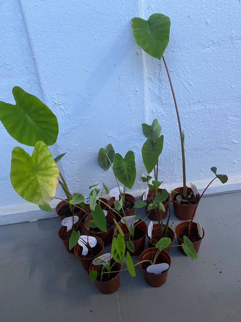 Colocasia coffee cup / Colocasia nebula / Colocasia black magic ...