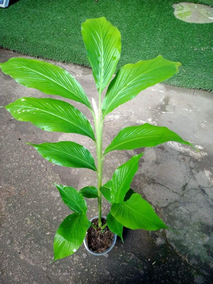 Pokok Dancing lady Bunga putih, Furniture & Home Living, Gardening ...