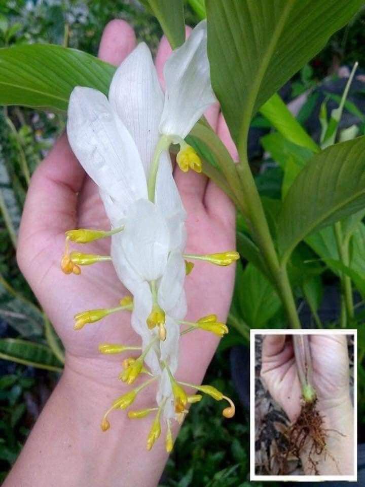 Pokok Dancing lady Bunga putih, Furniture & Home Living, Gardening ...