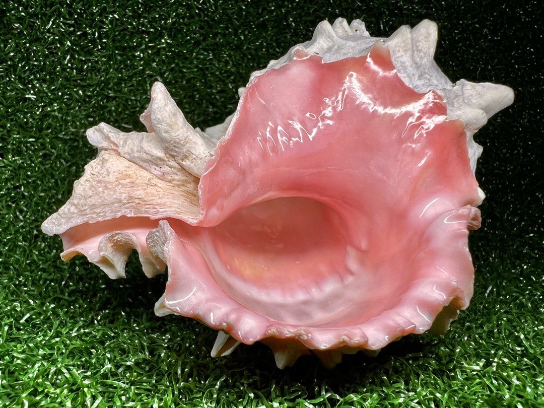 Queen conch shell 2-女王贝, Women's Fashion, Jewelry & Organisers ...