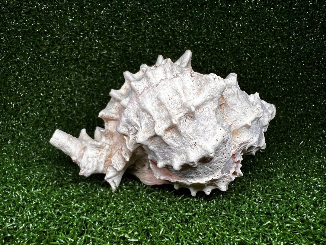 Queen conch shell 2-女王贝, Women's Fashion, Jewelry & Organisers ...