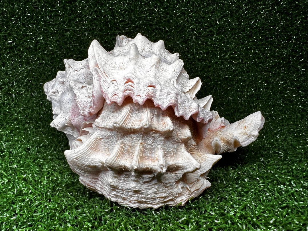 Queen conch shell 2-女王贝, Women's Fashion, Jewelry & Organisers ...