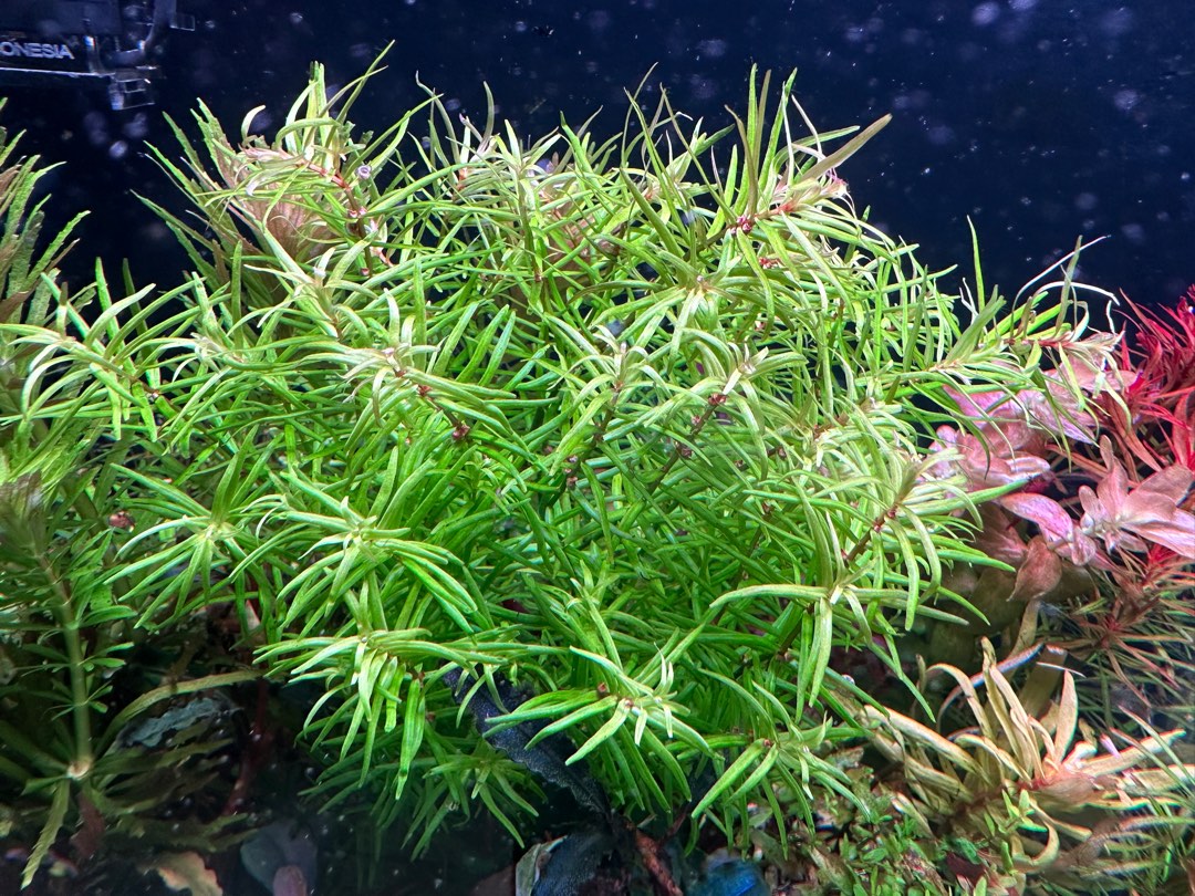 Didiplis Diandra |Stem| Aquatic Plants, Furniture & Home Living ...