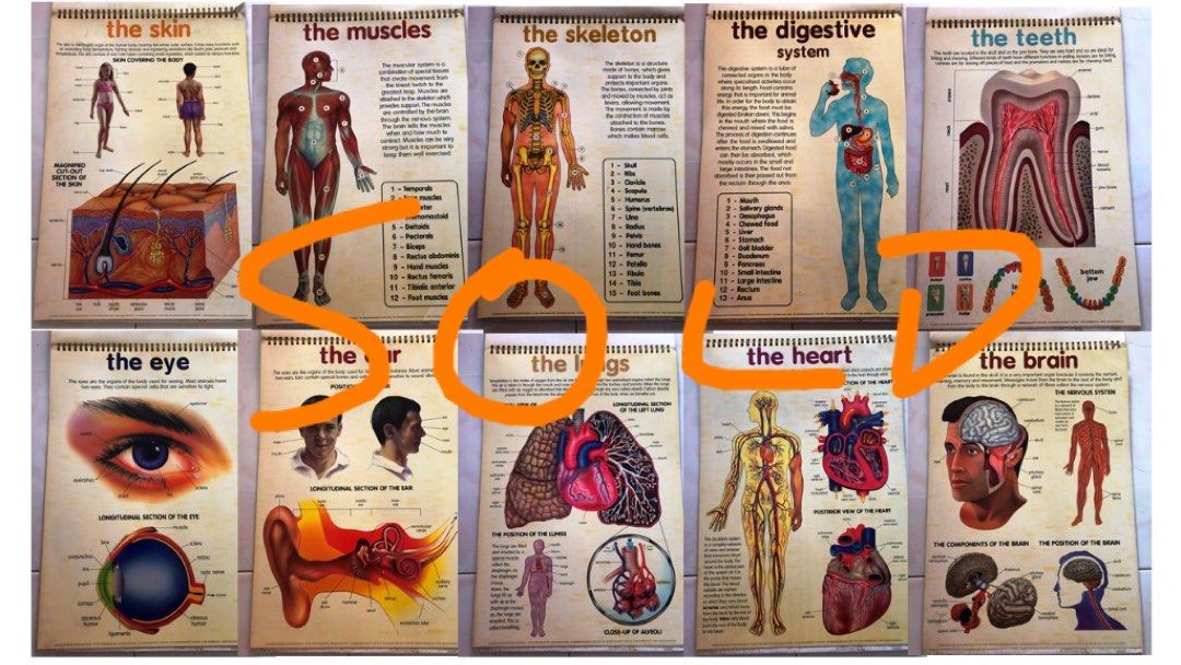 Physical Science Flip Charts/Human Anatomy, Hobbies & Toys, Books ...