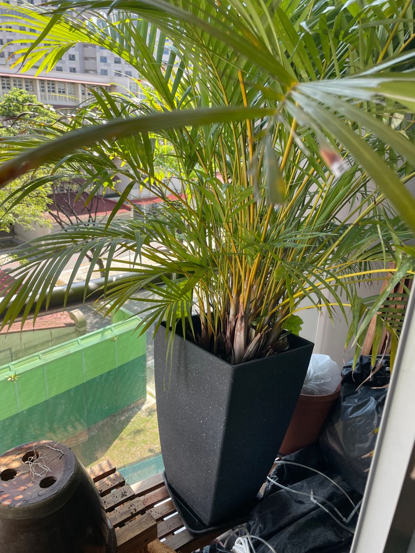 Palm tree, Furniture & Home Living, Gardening, Plants & Seeds on Carousell