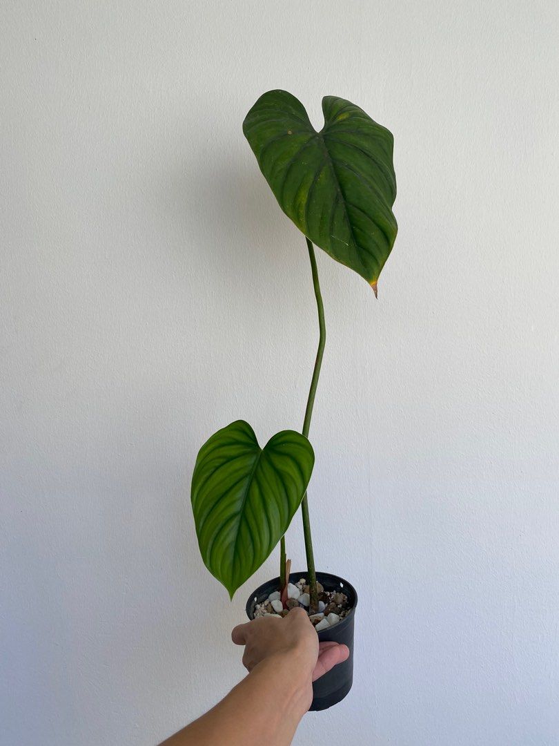 Philodendron SP Colombia, Furniture & Home Living, Gardening, Plants ...