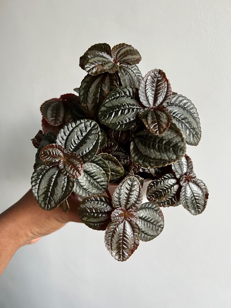 Pilea Involucrata, Furniture & Home Living, Gardening, Plants & Seeds ...
