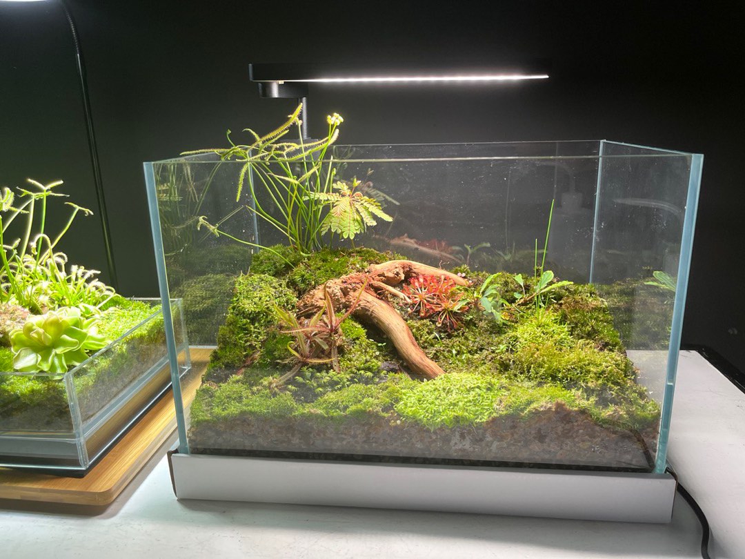 Terrarium eco system w/ LED grow light, Furniture & Home Living ...