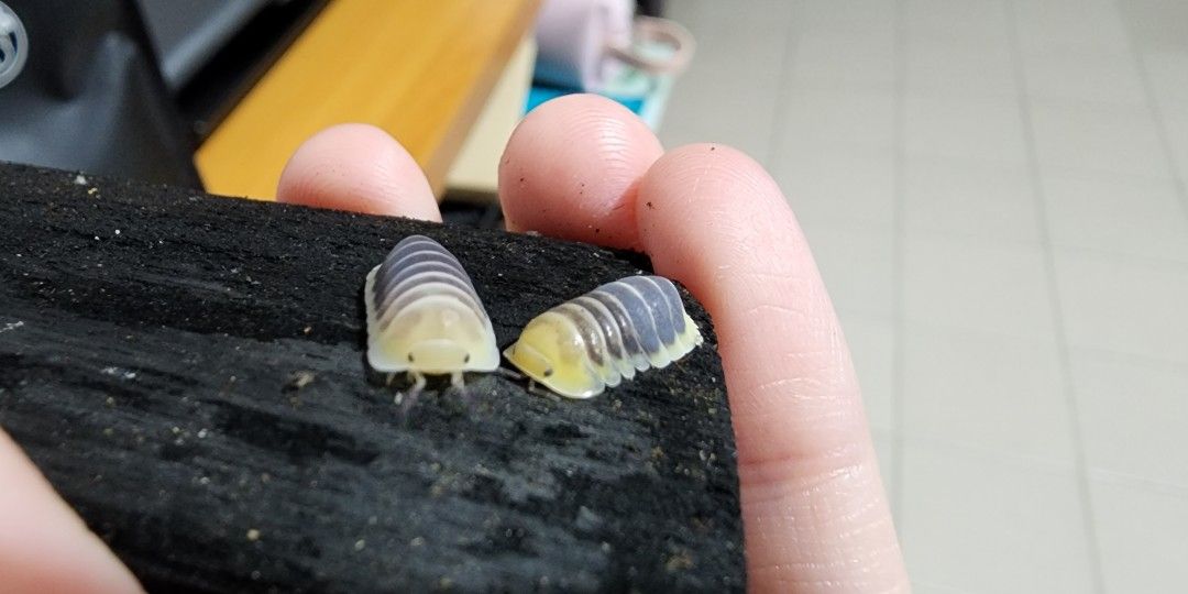 Cubaris sp. Jupiter Isopods, Pet Supplies, Pet Food on Carousell