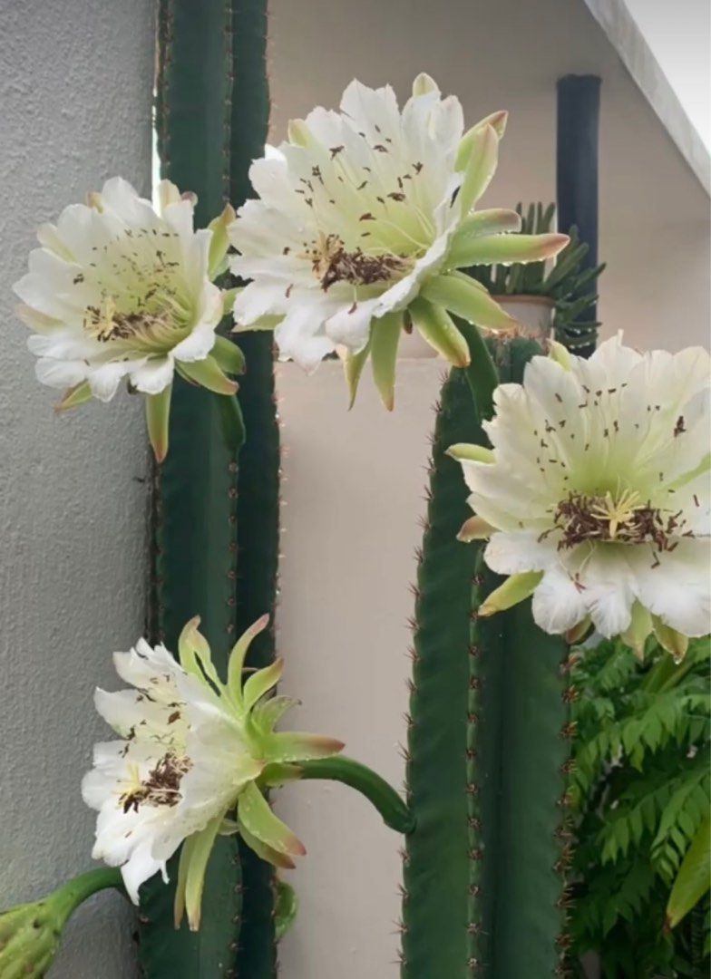 Flowering Cowboy cactus house plants kaktus koboi berbunga real plant ...