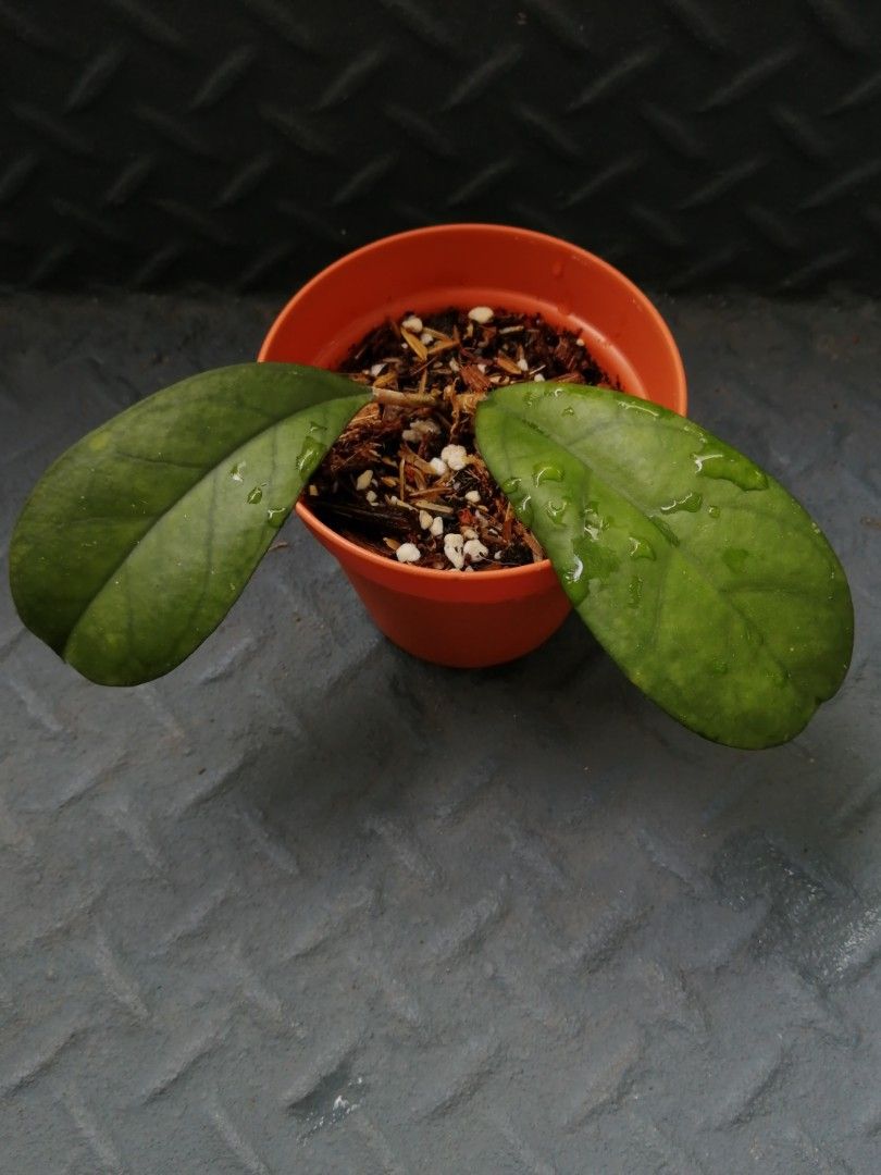Hoya CV. Viola, Furniture & Home Living, Gardening, Plants & Seeds on ...