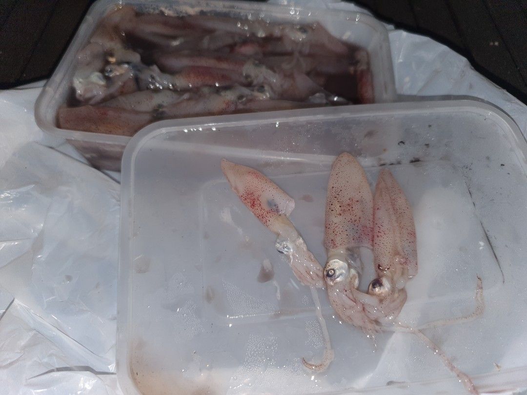 kelong sotong and chomek, Sports Equipment, Fishing on Carousell