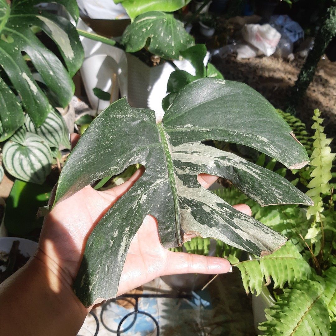 Monstera thaicons, Furniture & Home Living, Gardening, Plants & Seeds ...