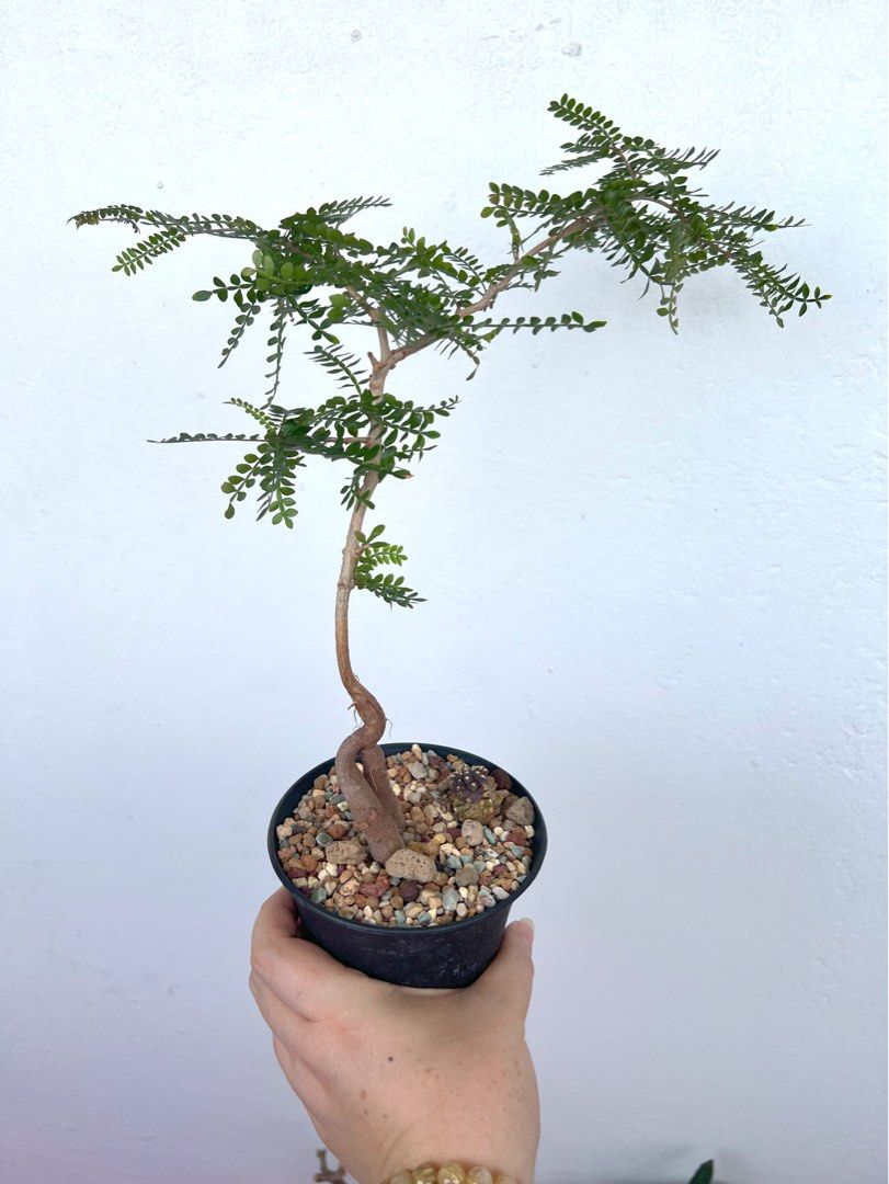 Operculicarya pachypus seed growing, Furniture & Home Living, Gardening, Plants & Seeds on Carousell