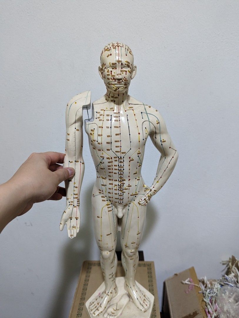 50cm Male Acupuncture Model, Health & Nutrition, Medical Supplies ...