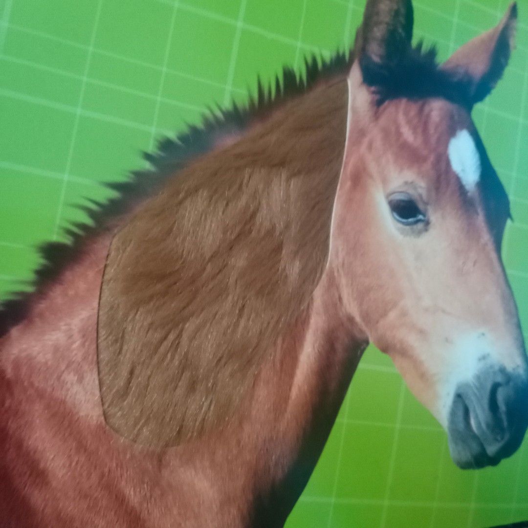 Farm Animals Touch and Feel Book on Carousell