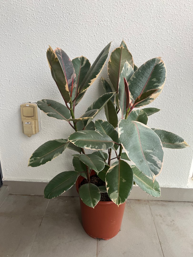Ficus Ruby Big , Furniture & Home Living, Gardening, Plants & Seeds on ...