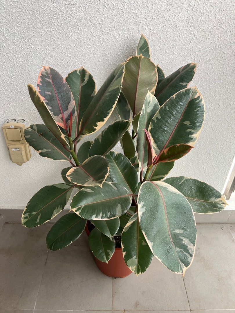 Ficus Ruby Big , Furniture & Home Living, Gardening, Plants & Seeds on ...