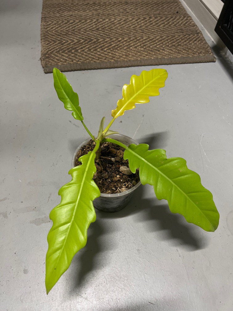 Juvenile Philo Golden Saw/Golden Croc, Furniture & Home Living ...