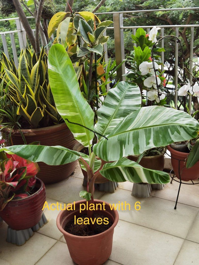 MUSA FLORIDA VARIEGATED BANANA plant FREE DELIVERY , Furniture & Home ...