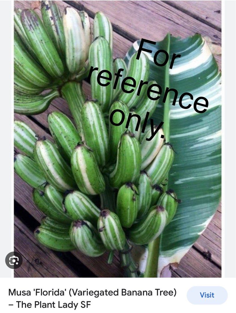 MUSA FLORIDA VARIEGATED BANANA plant FREE DELIVERY , Furniture & Home ...