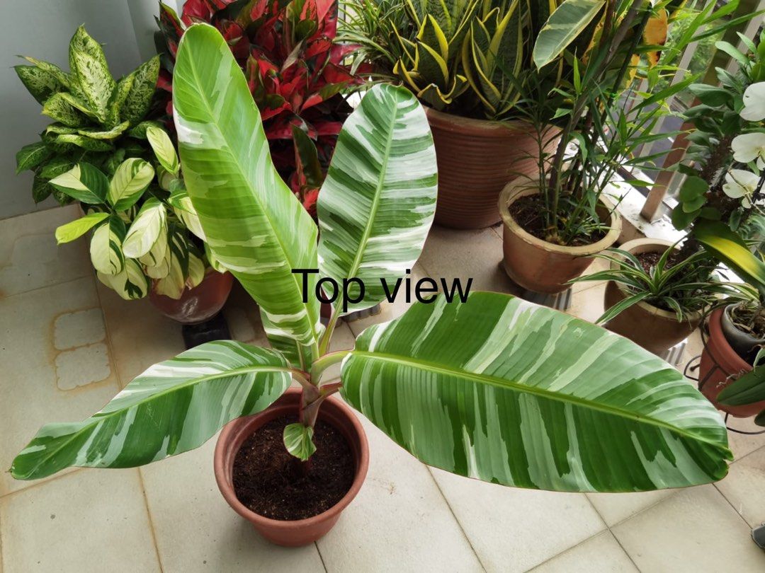 MUSA FLORIDA VARIEGATED BANANA plant FREE DELIVERY , Furniture & Home ...