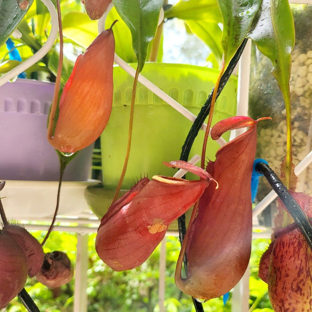 Nepenthes Mirabilis with Stripes Pitcher Plant Exotic Carnivorous Fly ...