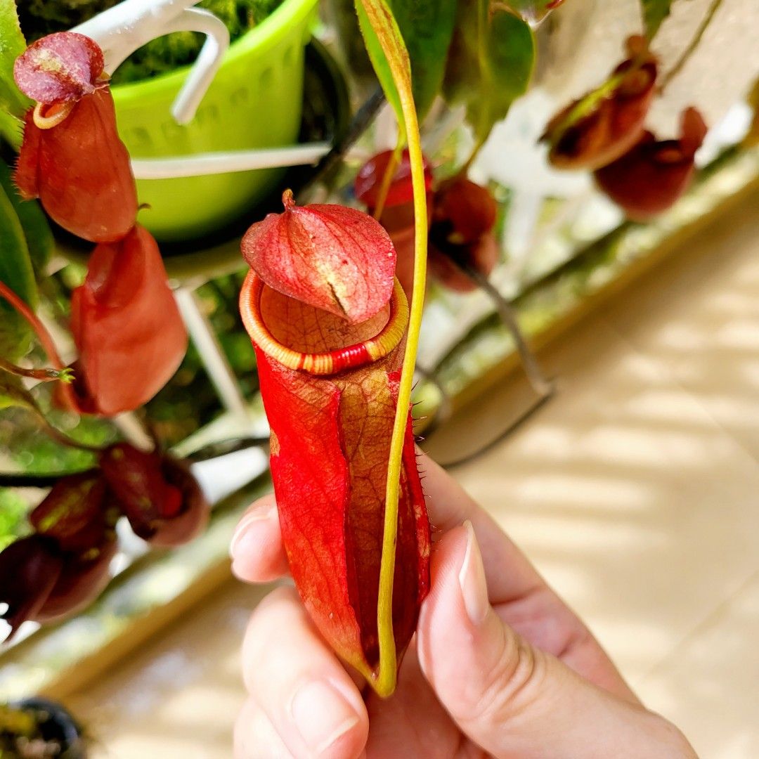 Nepenthes Mirabilis with Stripes Pitcher Plant Exotic Carnivorous Fly ...