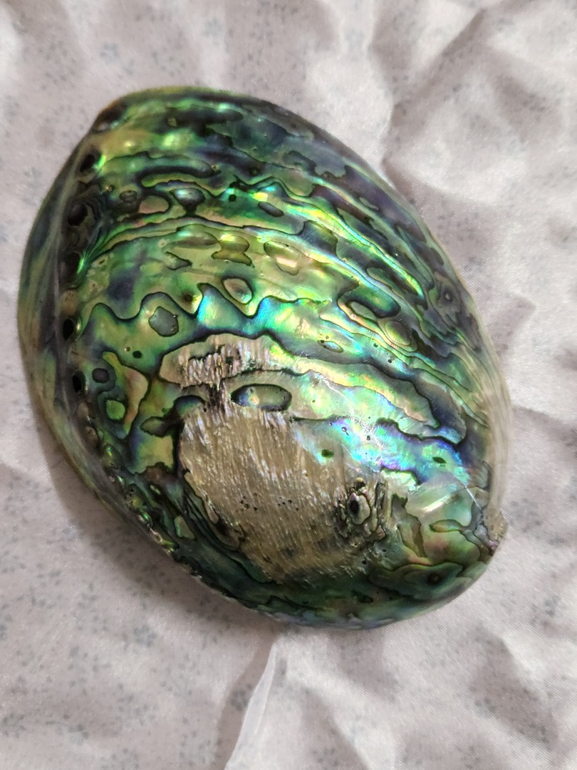 Paua Oyster Abalone Sea Shell New Zealand, Furniture & Home Living ...