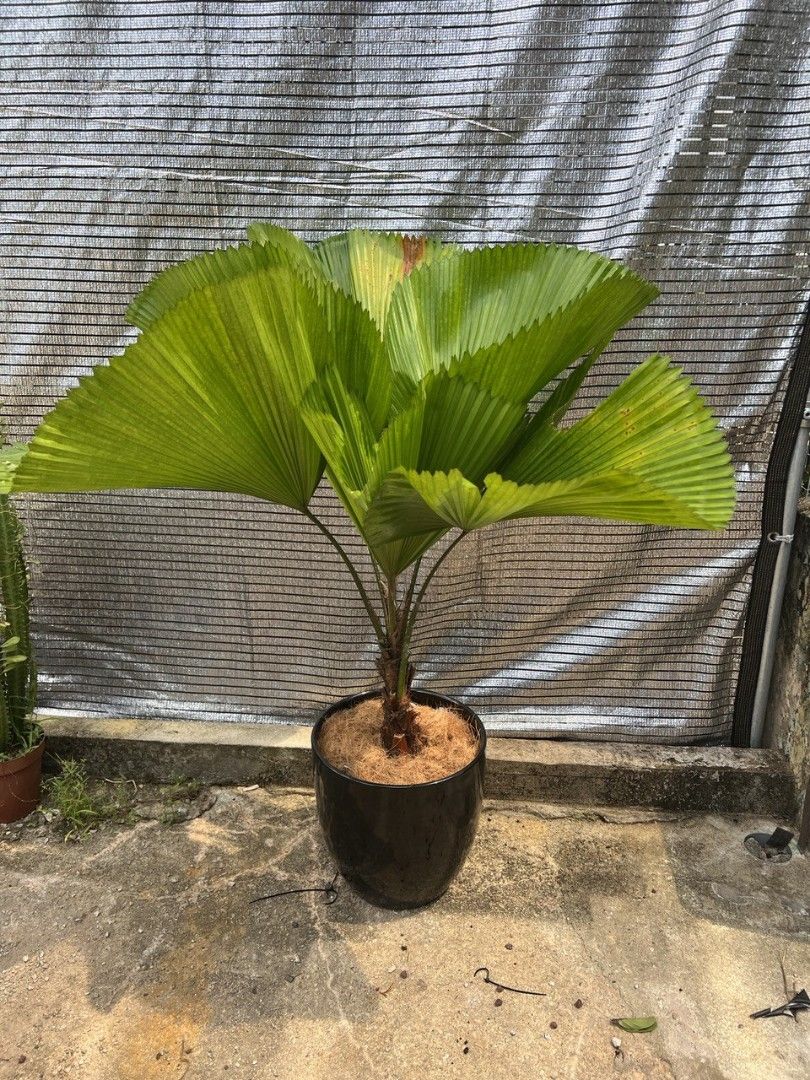 Licuala Grandis in Black Ceramic Pot (Ruffled Fan Palm), Furniture ...