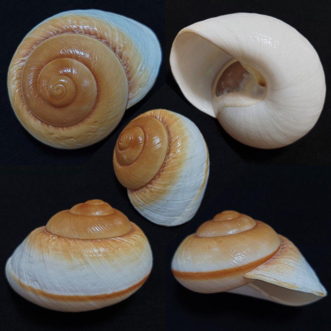 Seashell - Ryssota ovum, Hobbies & Toys, Memorabilia & Collectibles ...