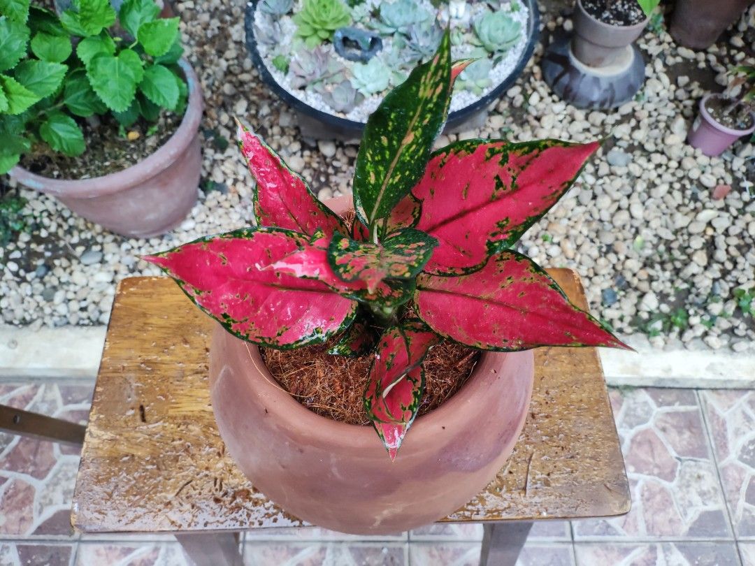 Aglaonema Red Angel Indoor Plant, Furniture & Home Living, Gardening ...
