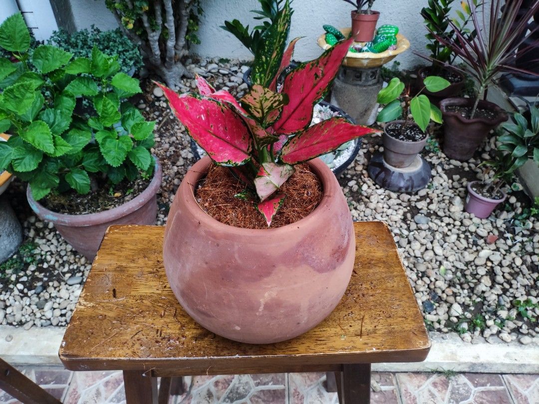 Aglaonema Red Angel Indoor Plant, Furniture & Home Living, Gardening ...