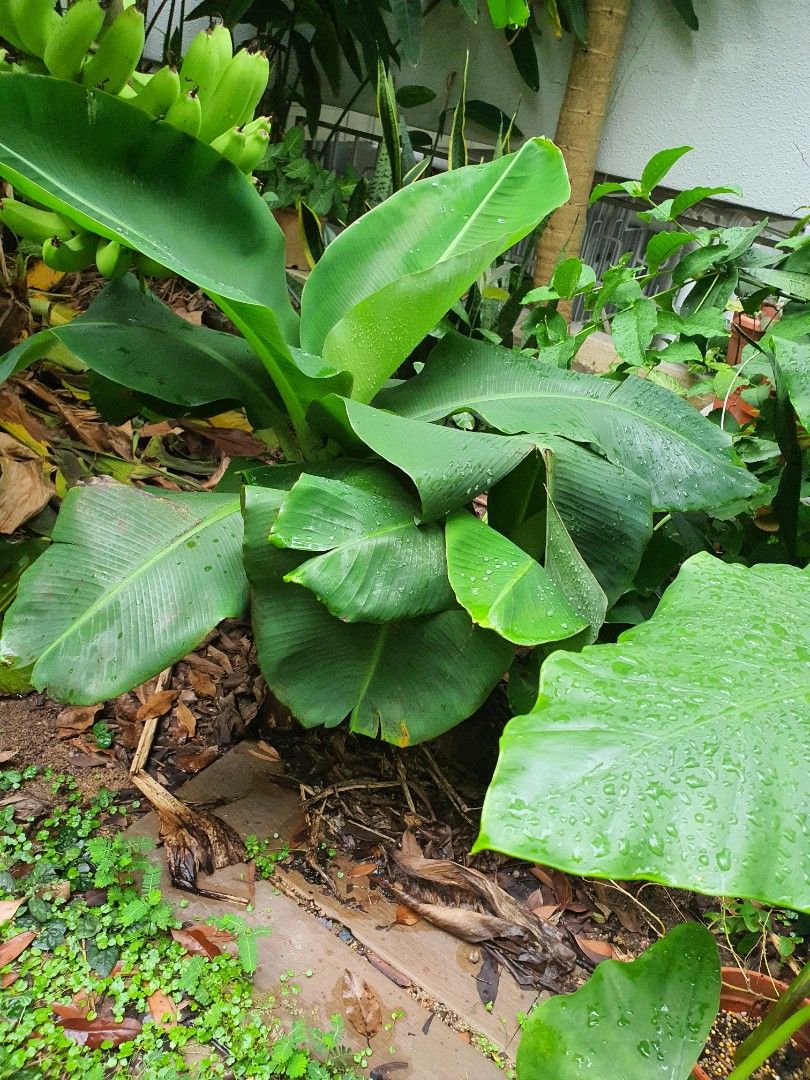 Baby Dwarf Cavendish Banana, Furniture & Home Living, Gardening, Plants ...