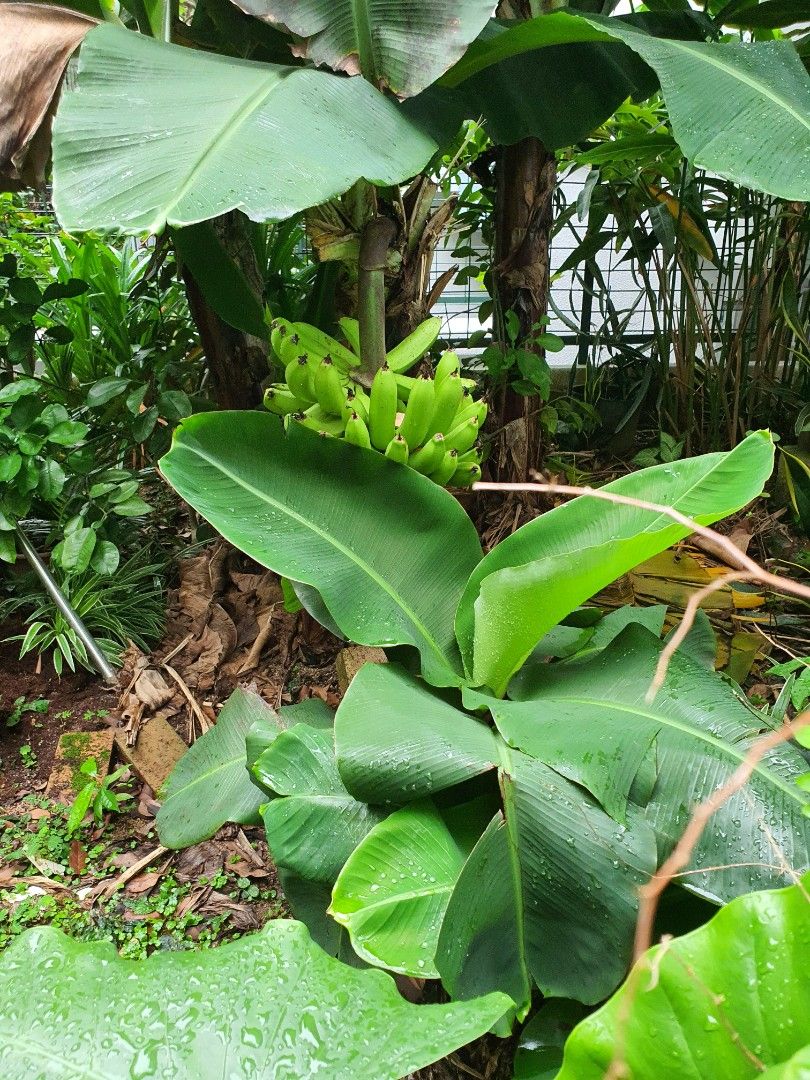 Baby Dwarf Cavendish Banana, Furniture & Home Living, Gardening, Plants ...