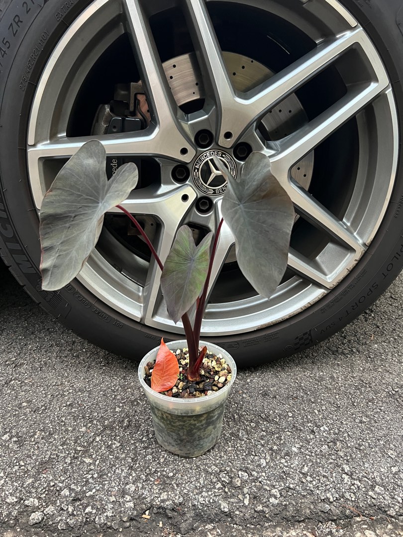 Colocasia Black Magic, Furniture & Home Living, Gardening, Plants ...