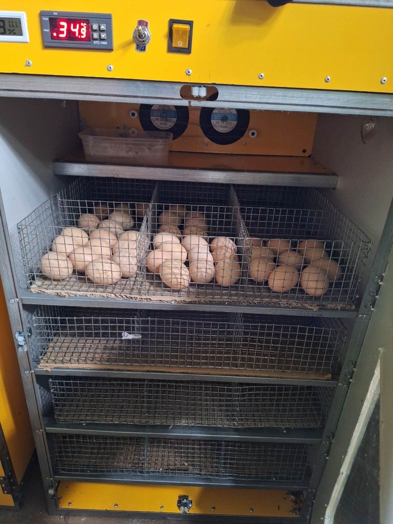 Egg Hatcher Machine on Carousell