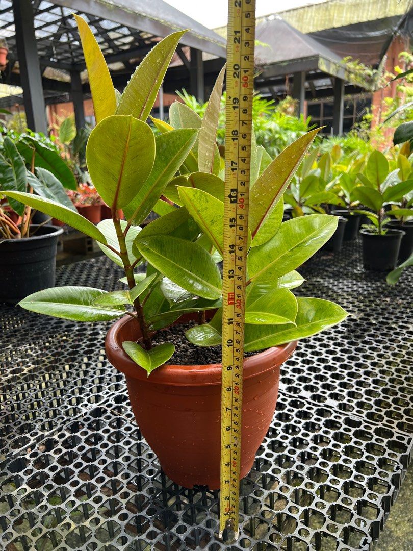 Ficus Elastica Shivereana Furniture And Home Living Gardening Plants