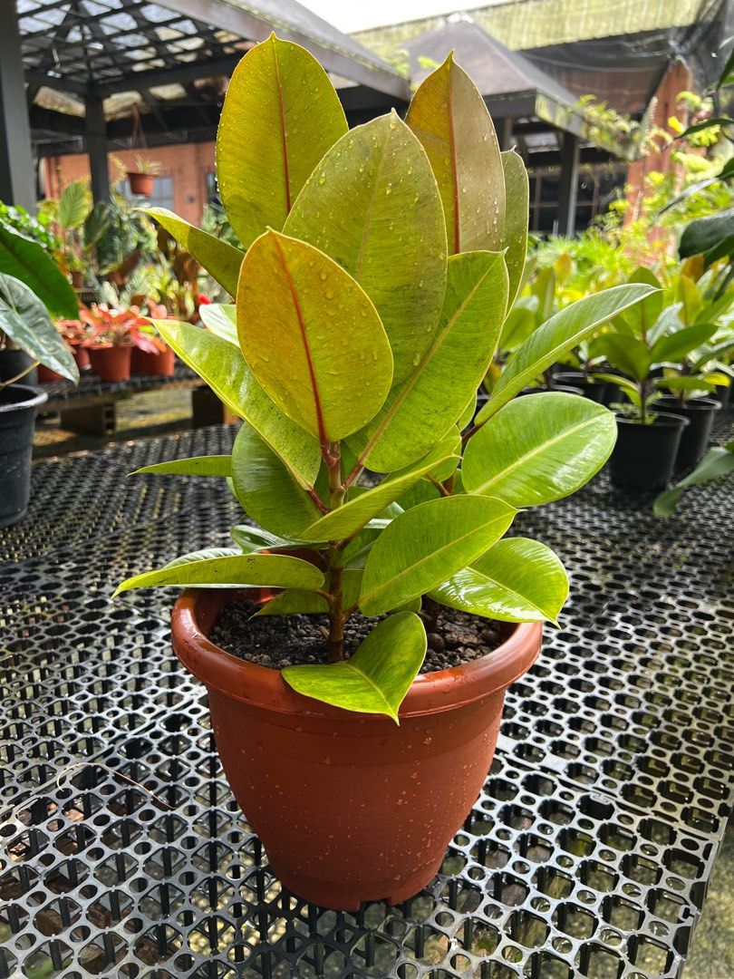 Ficus Elastica Shivereana Furniture And Home Living Gardening Plants