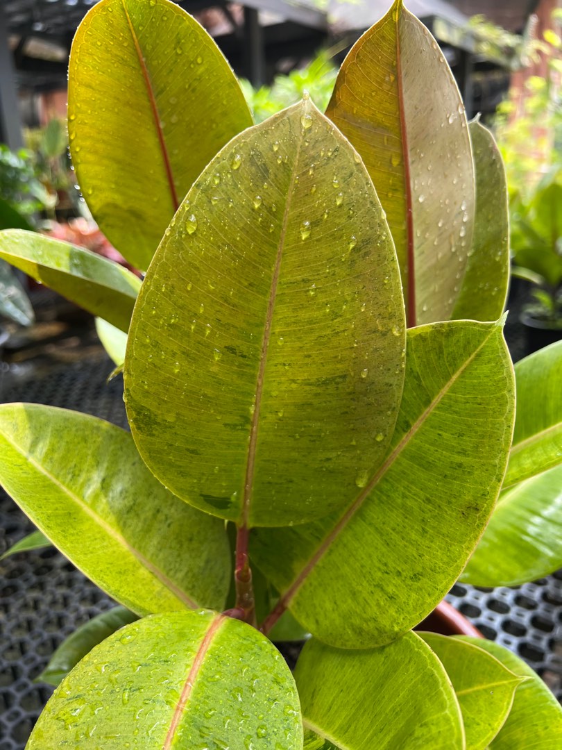 Ficus Elastica Shivereana Furniture And Home Living Gardening Plants