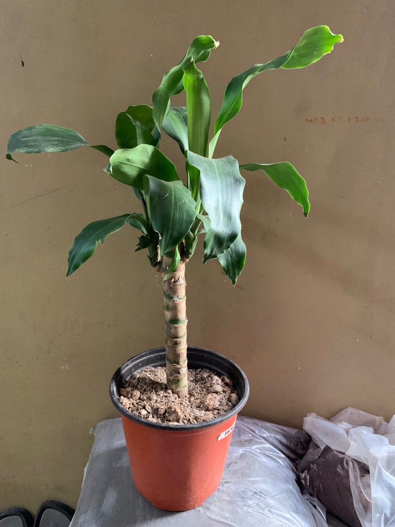 Fortune Plant on Carousell