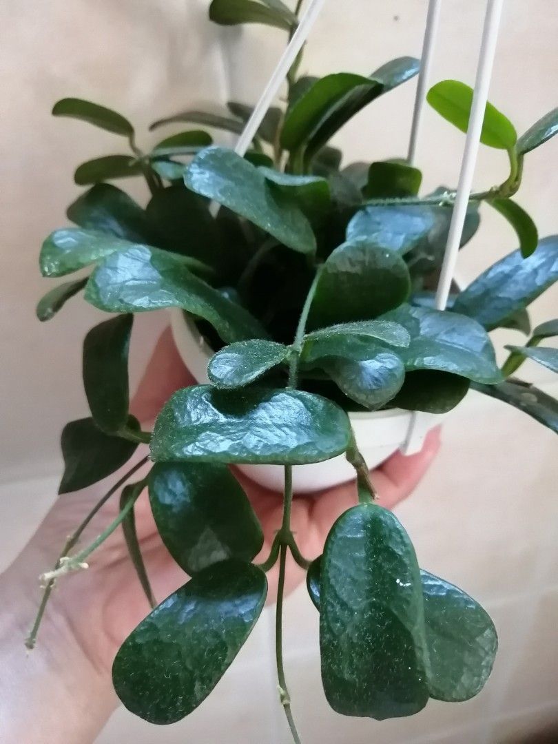 Hoya Rotundiflora, Furniture & Home Living, Gardening, Plants & Seeds ...