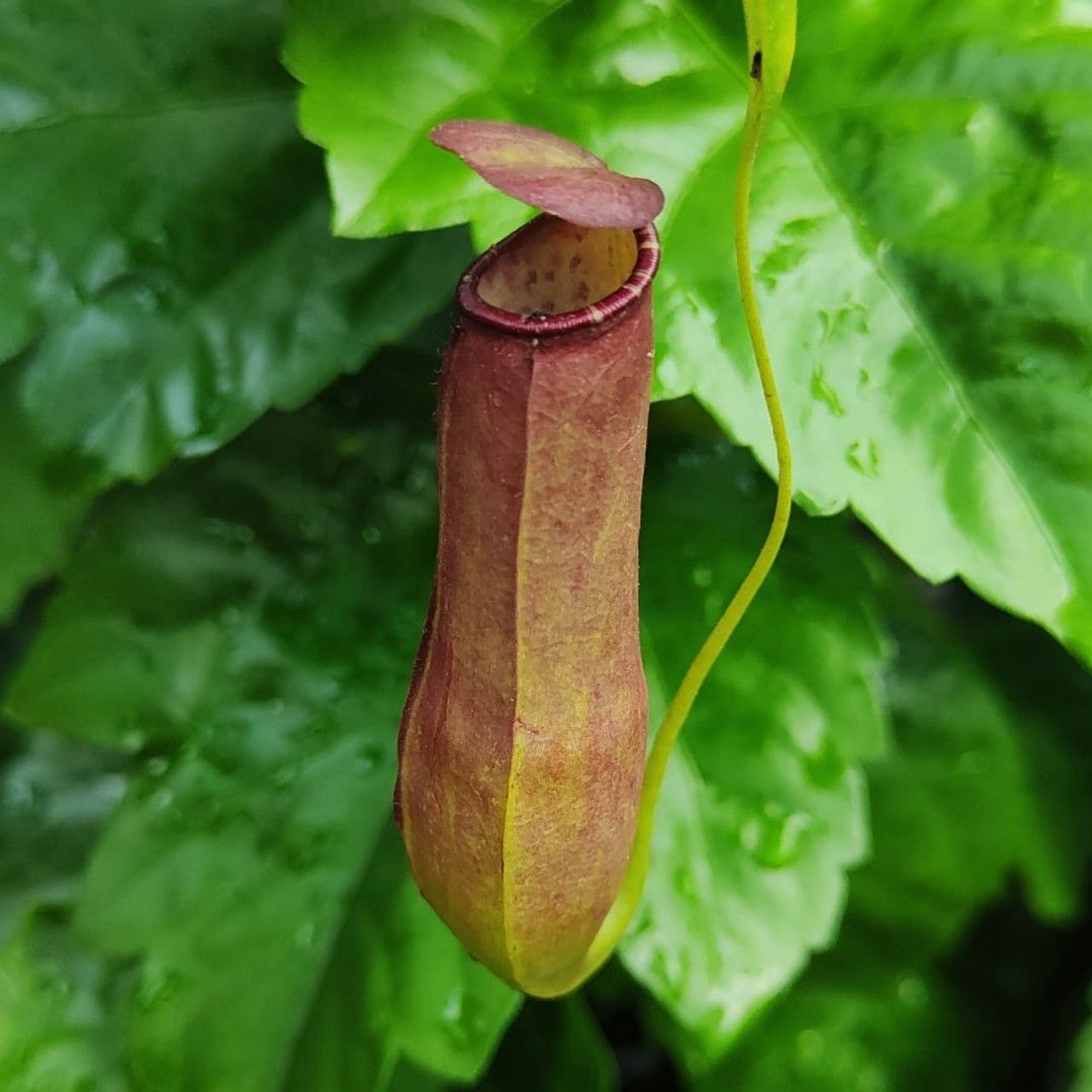 Nepenthes Mirabilis x Gracilis 'Red' Live Plant Monkey Cup, Furniture ...