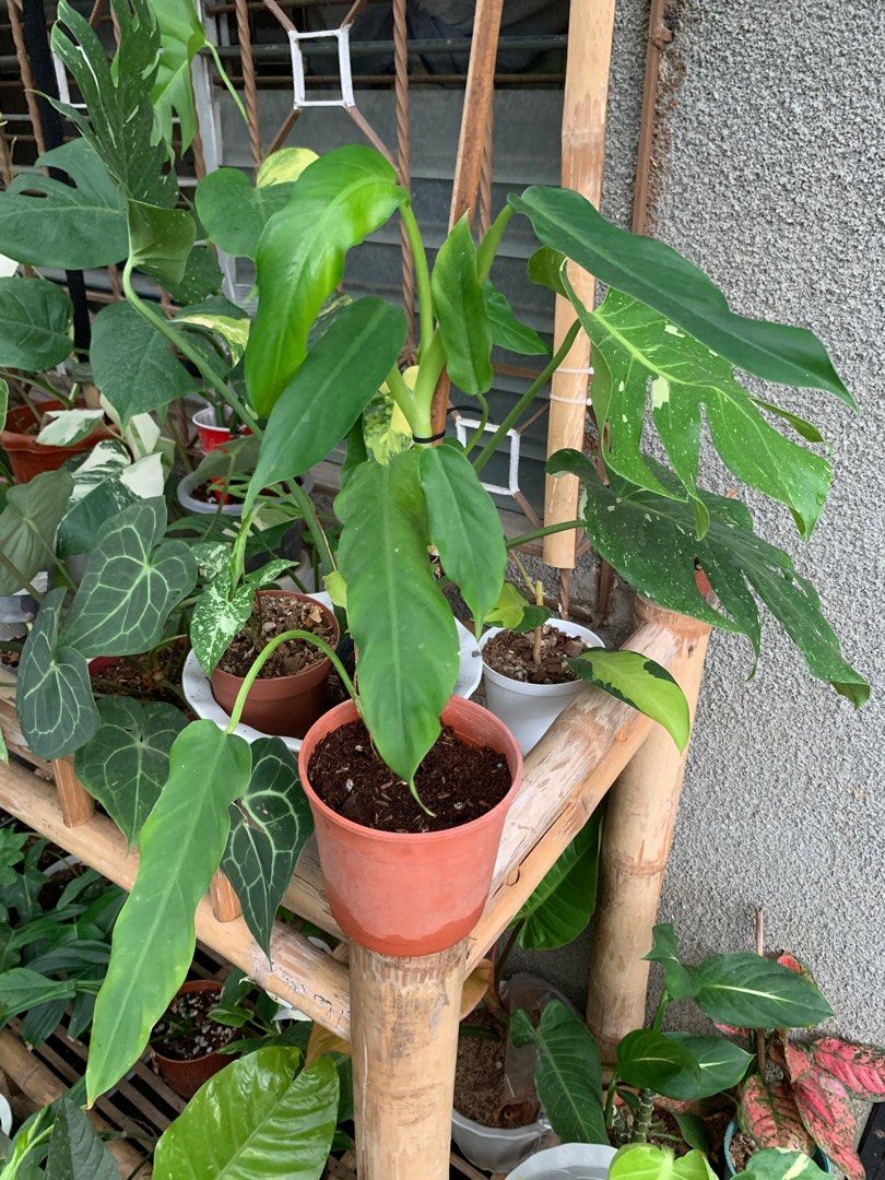 Philodendron Leyvae, Furniture & Home Living, Gardening, Plants & Seeds ...