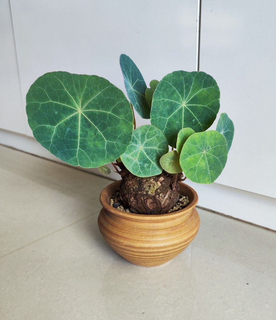 Stephania Kaweesakii ( Sp. Nova), Furniture & Home Living, Gardening ...