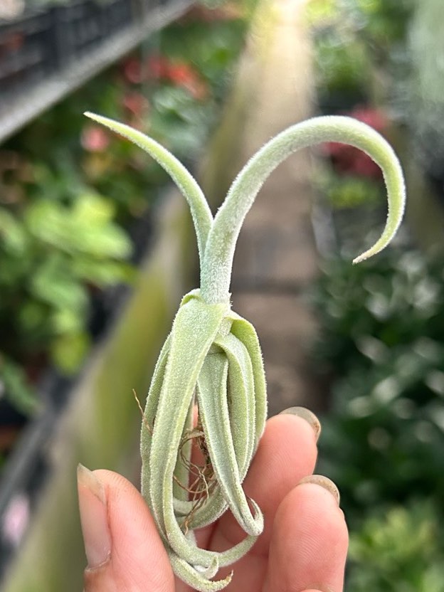 T. duratii (seedling), Furniture & Home Living, Gardening, Plants ...