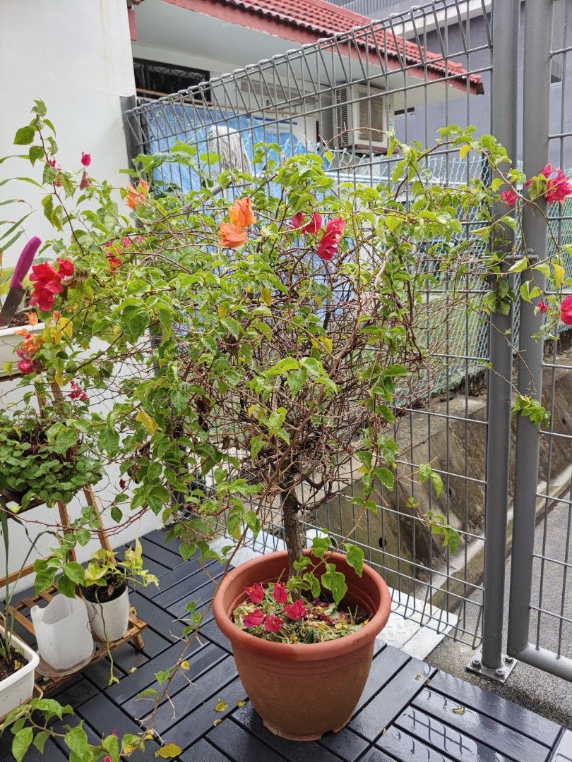 Tri-colour Bougainvillea plant., Furniture & Home Living, Gardening ...