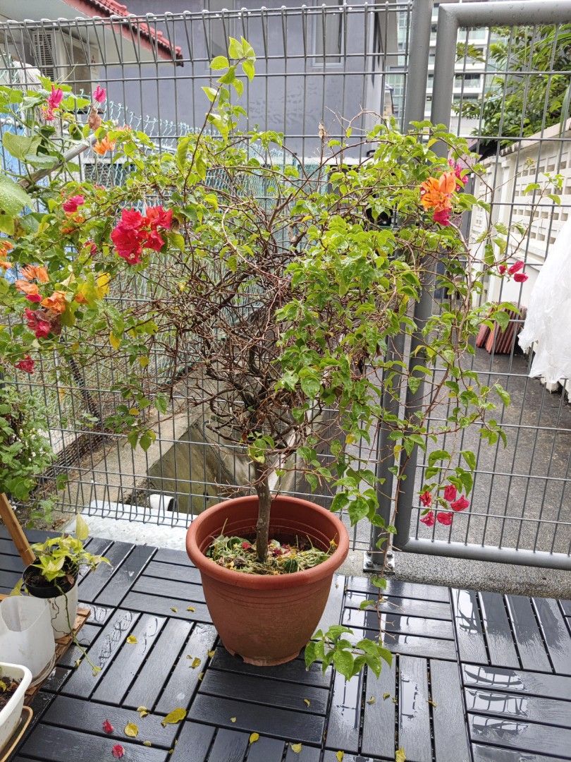 Tri-colour Bougainvillea plant., Furniture & Home Living, Gardening ...