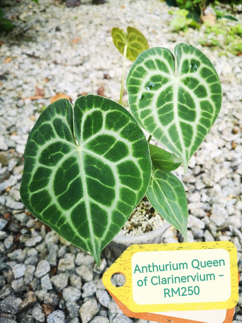 Anthurium Queen of Clarinervium, Furniture & Home Living, Gardening ...