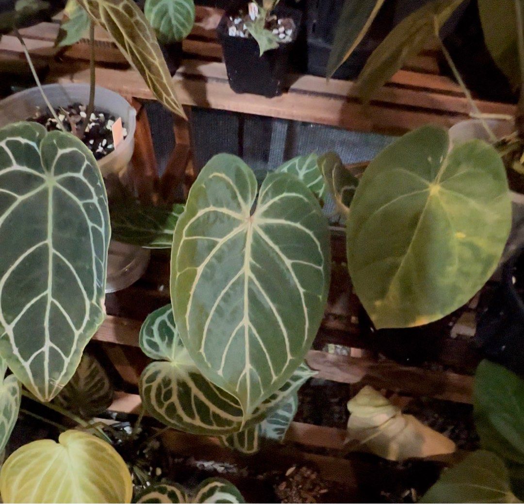 Anthurium Red Gunsal, Furniture & Home Living, Gardening, Plants ...